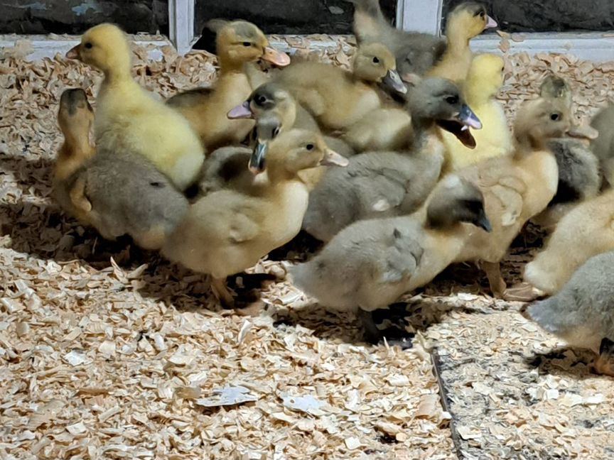 Продам утят голубой фаворит