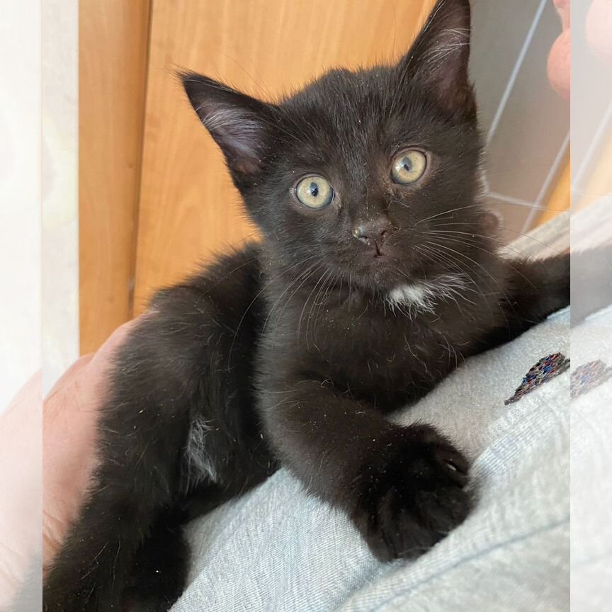 Котёнок в добрые руки