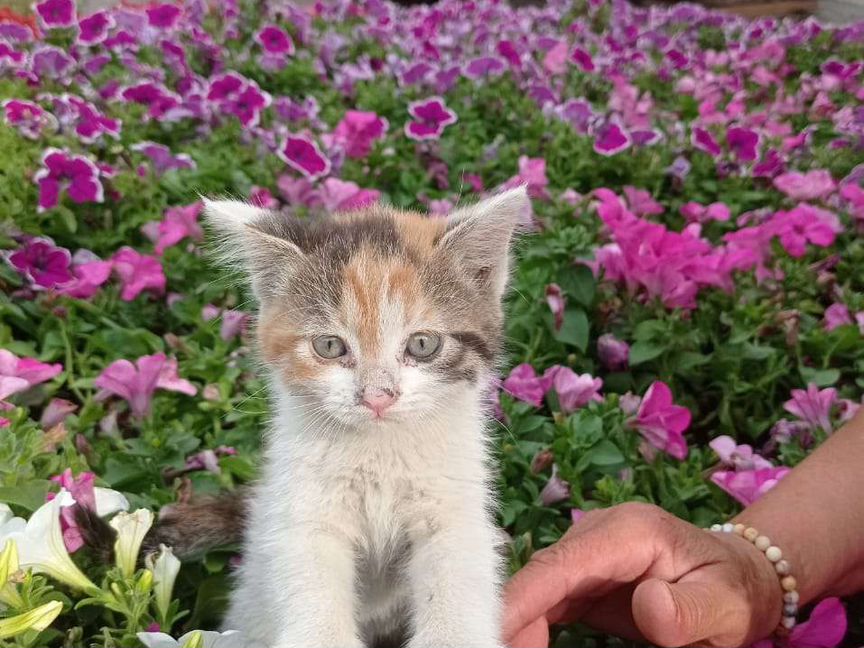 Кошки в добрые руки бесплатно