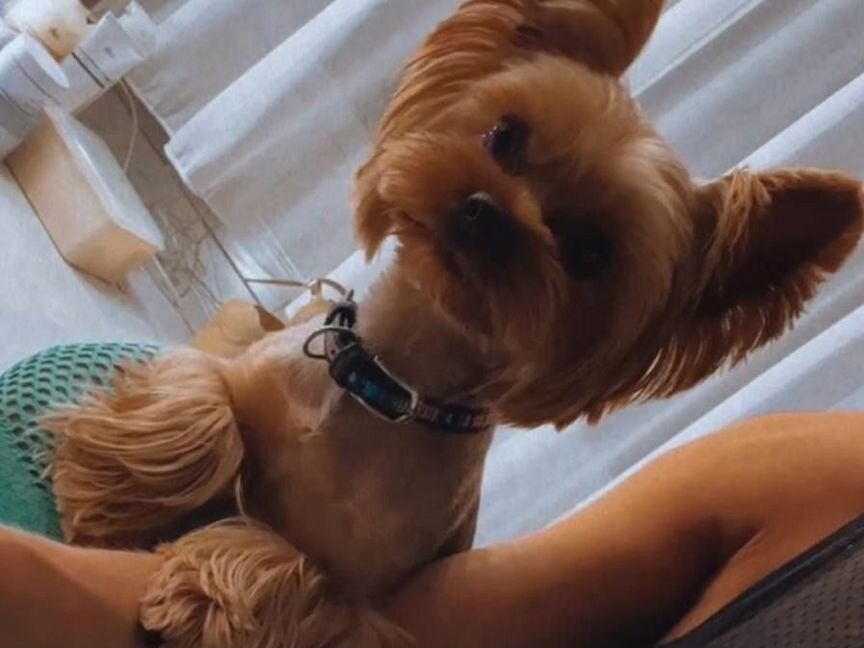 Йоркширский терьер мини