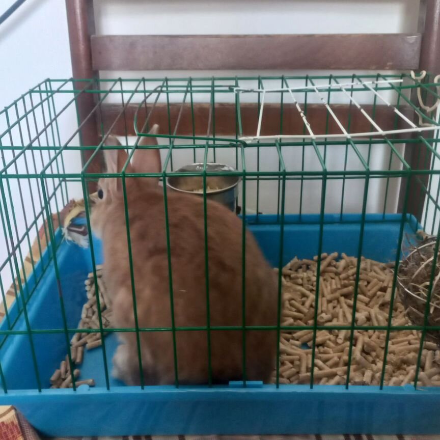 Клетка для морских свинок, крыс и хомячков