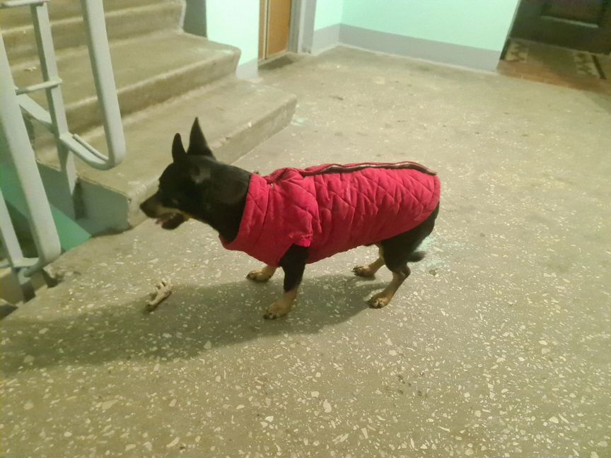 Найдена собачка