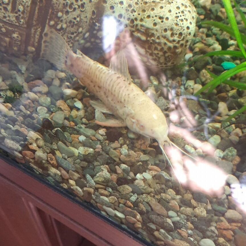 Сом Таракатум