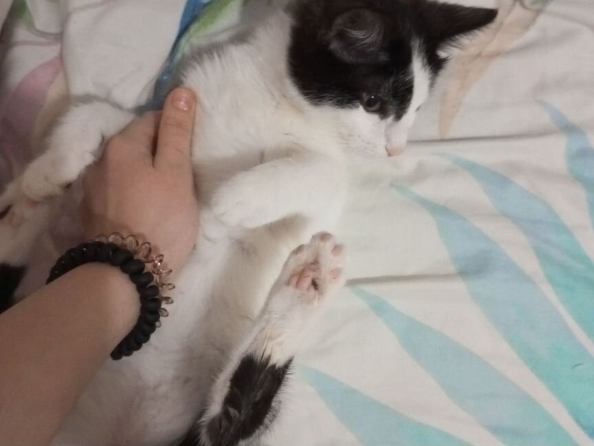 Домашние животные котята