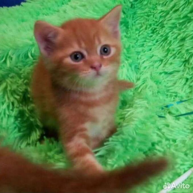 Британский рыжик