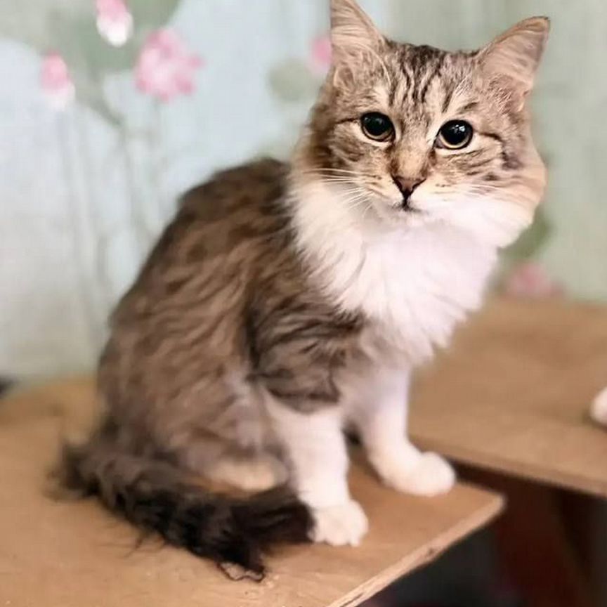 Котёнок в добрые руки