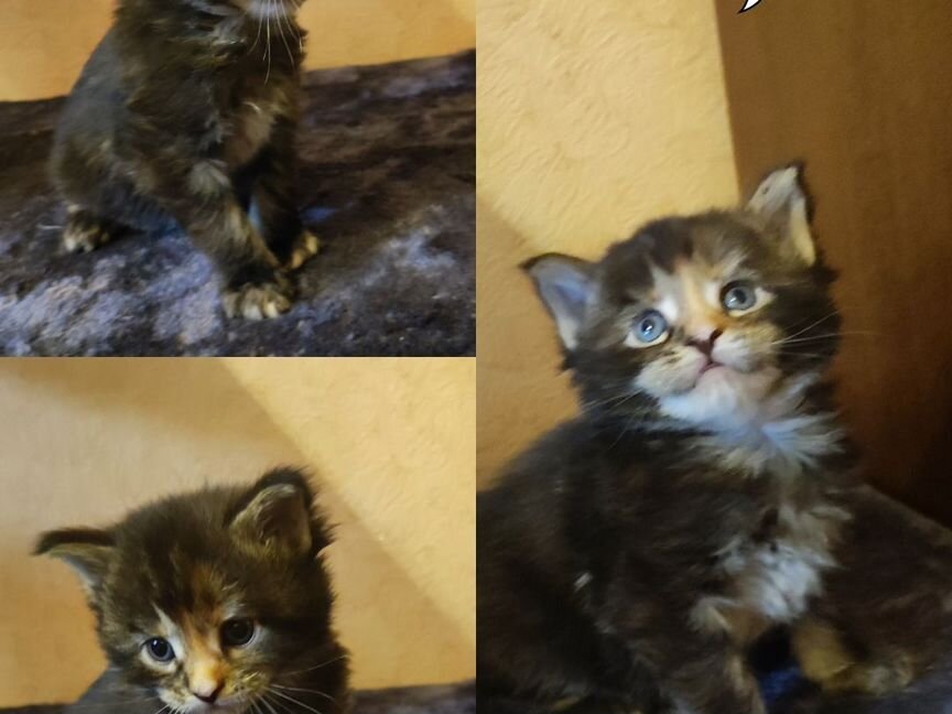 Котята мейн-кун