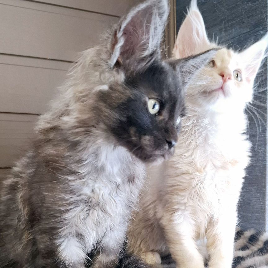 Мальчик- чёрный дым.Девочка-серебристо кремовая