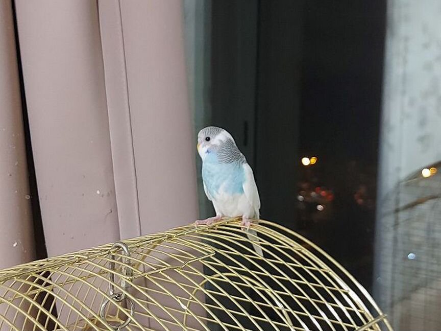 Птенцы волнистый попугай самка