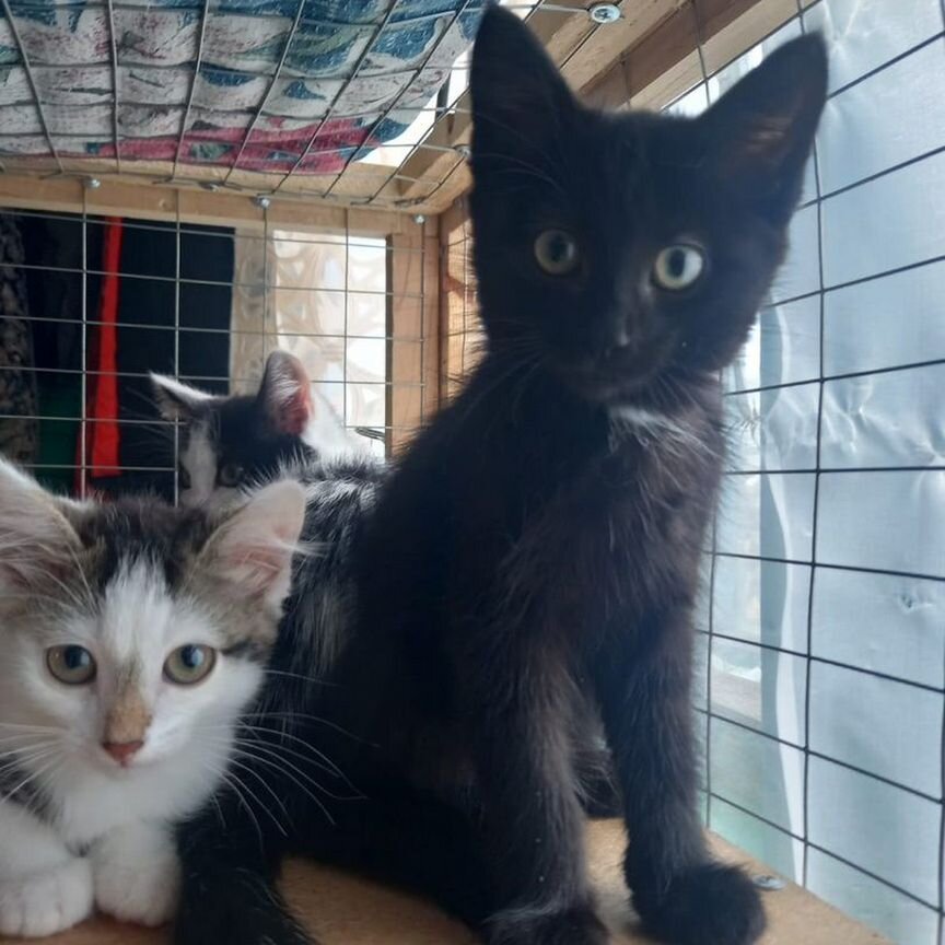 Отдам в добрые руки