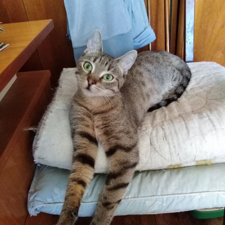 Кошка Ириска