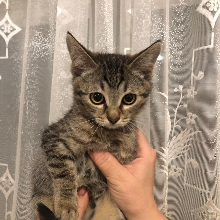 Котик ищет дом