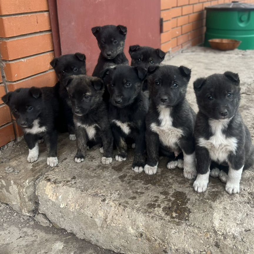 Щенки бесплатно