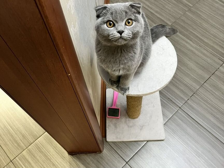 Плюшевый красавец