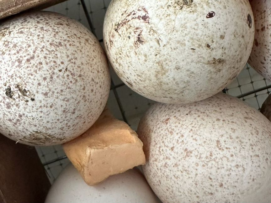 Яйца индюков