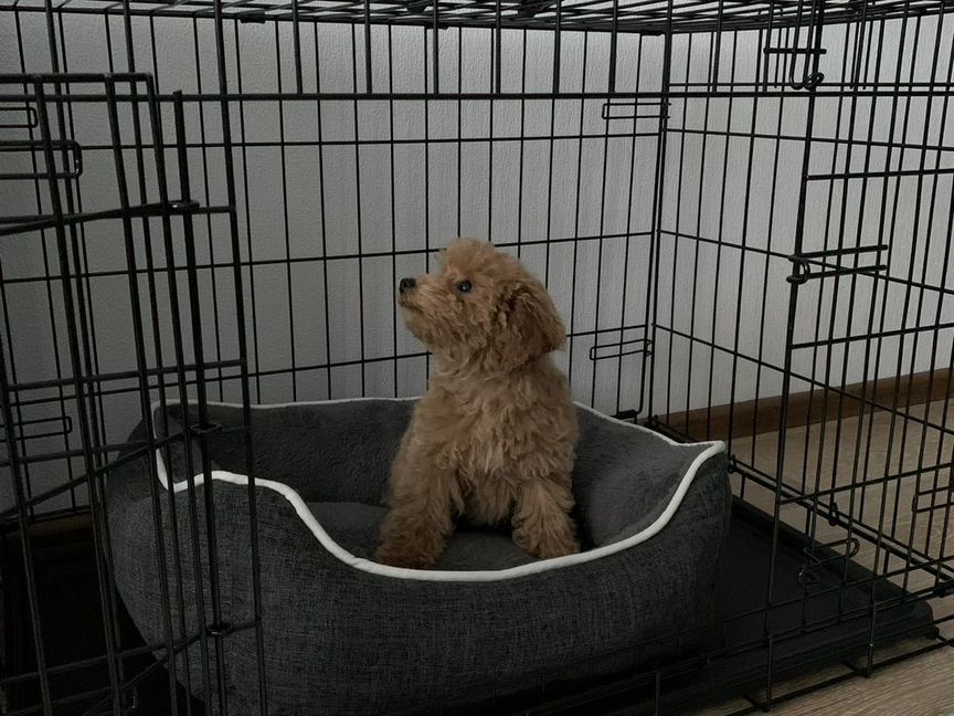 Клетка вольер для собак