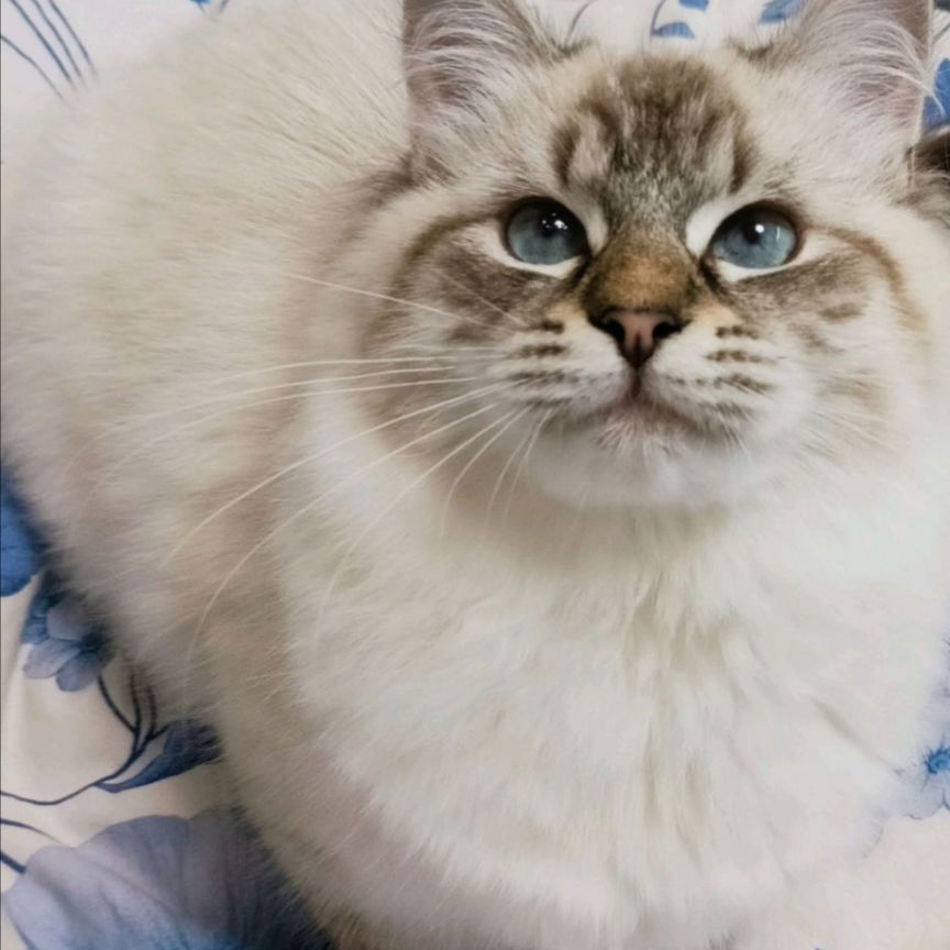 Невская маскарадная кошечка