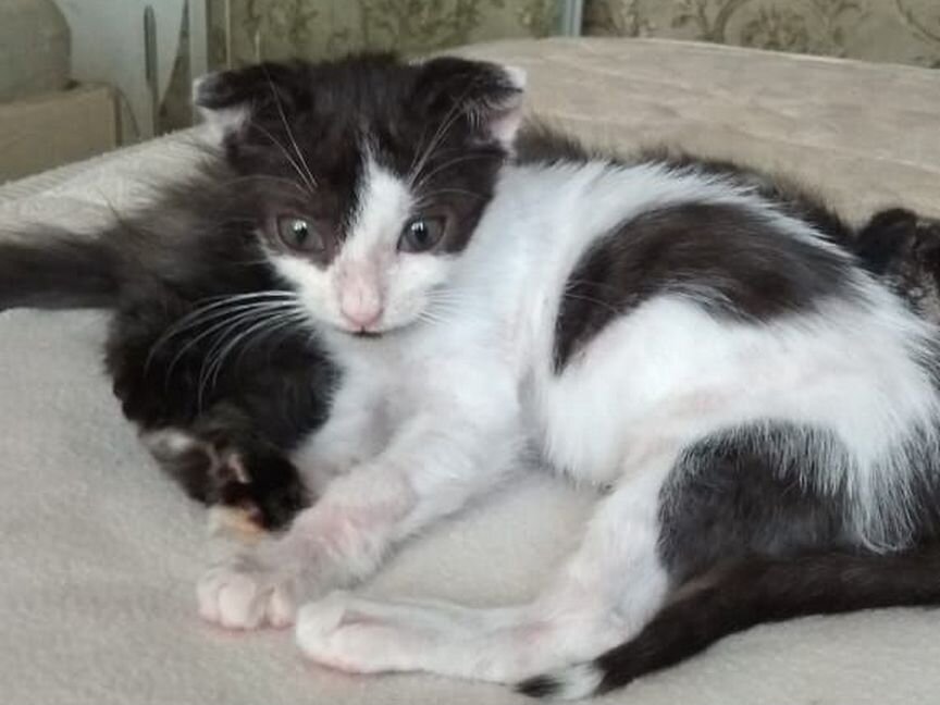 Кошка в дар бесплатно