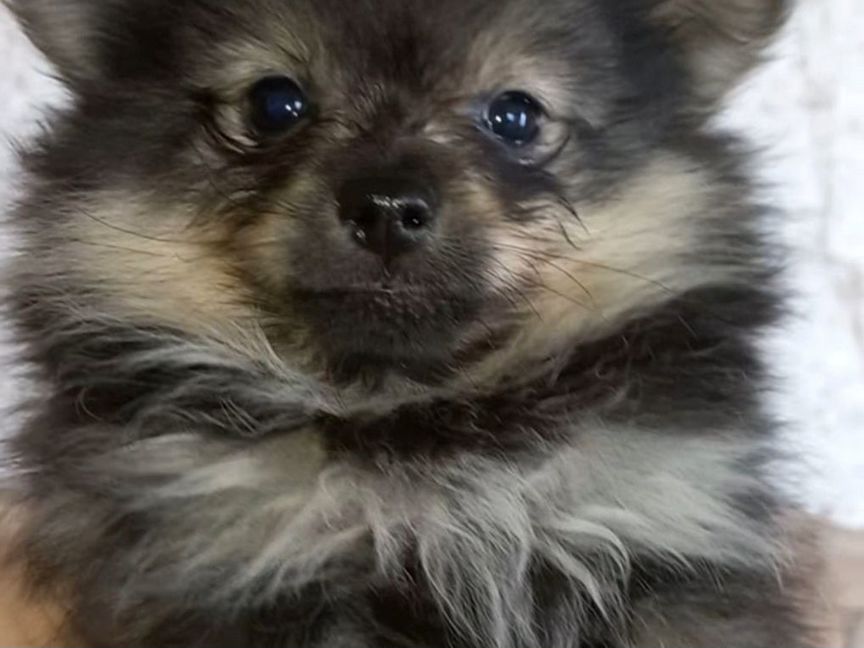 Померанский шпиц