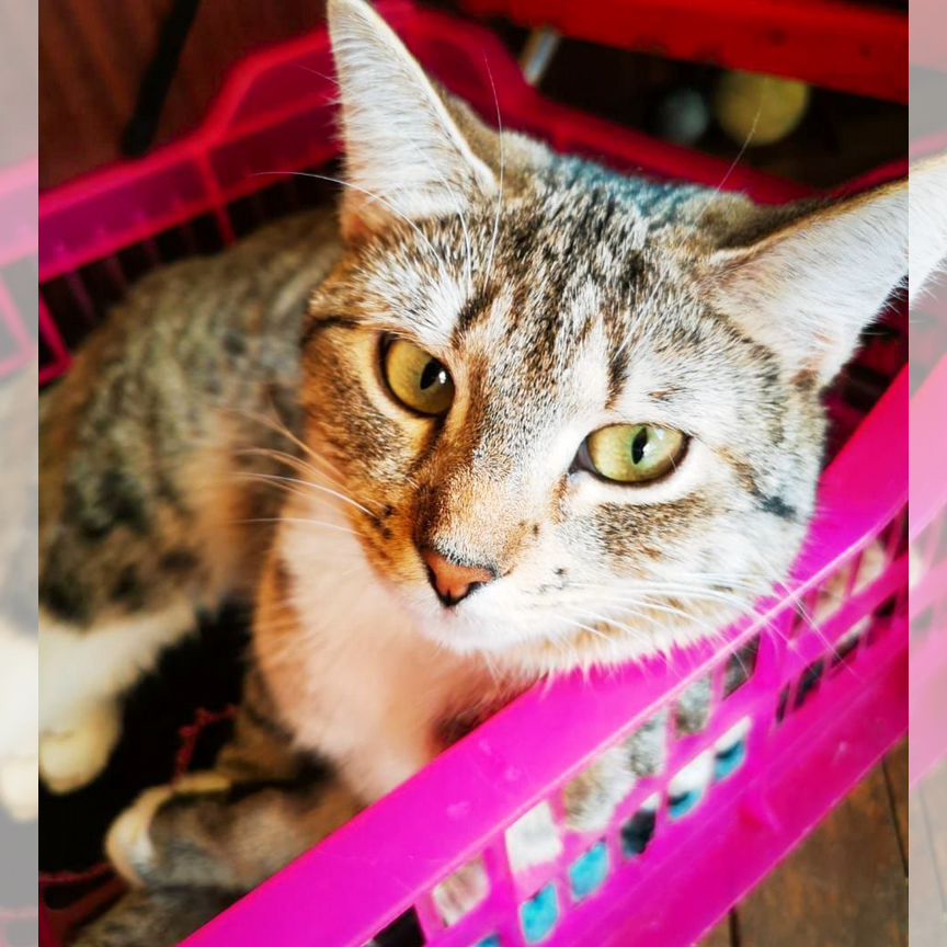 Котенок девочка в добрые руки