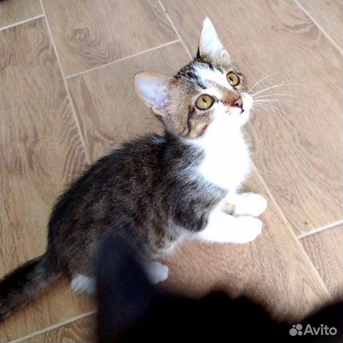 Котёнок Лёлик