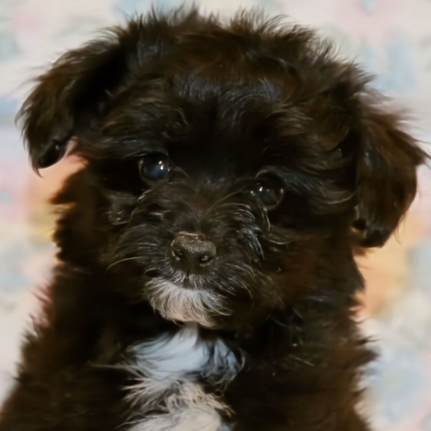 Мальтипу, щенок