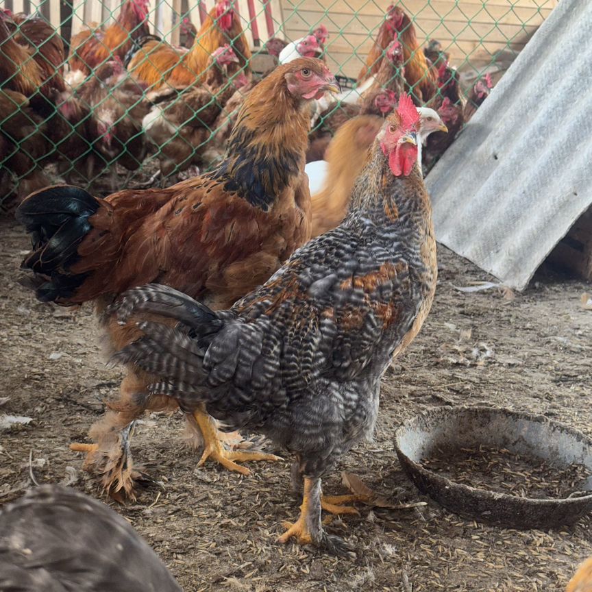 Куры несушки ломан браун 2 года