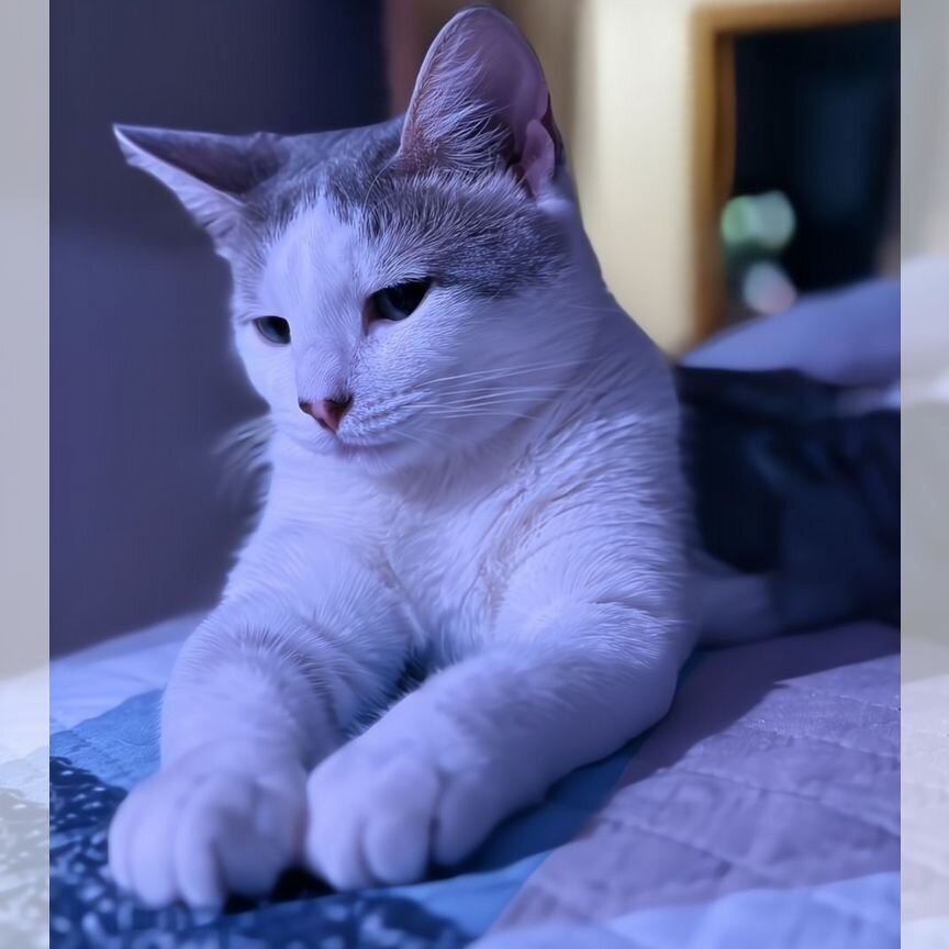 Турецкая ангора котёнок