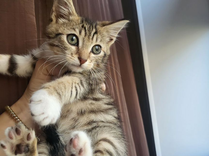 Котенок девочка