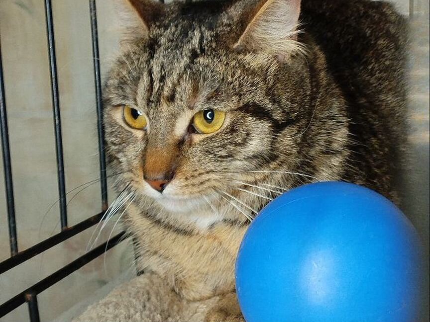 Котенок с черепаховой спинкой