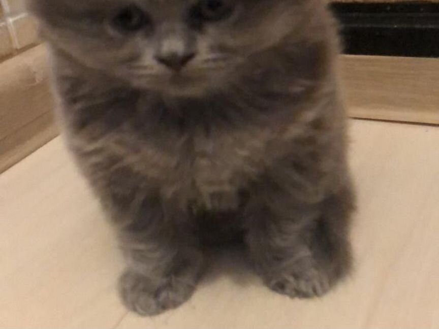 Шотландский вислоухий котенок