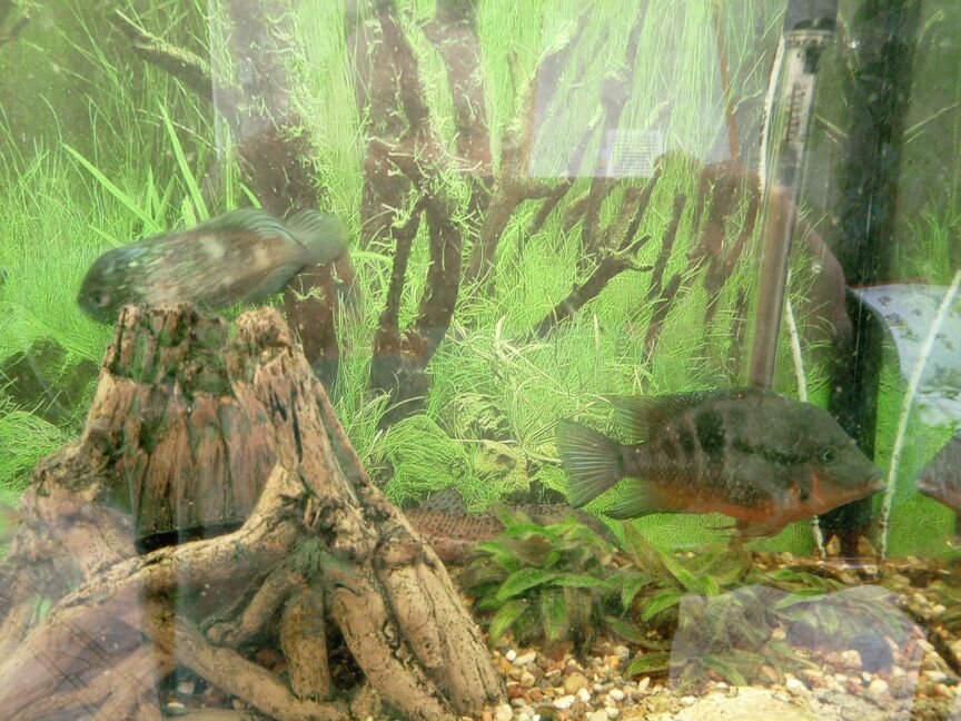 Цихлозома отдам