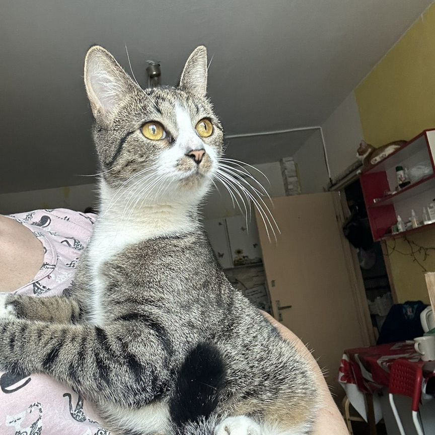 Кошка ищет дом, в дар,бесплатно