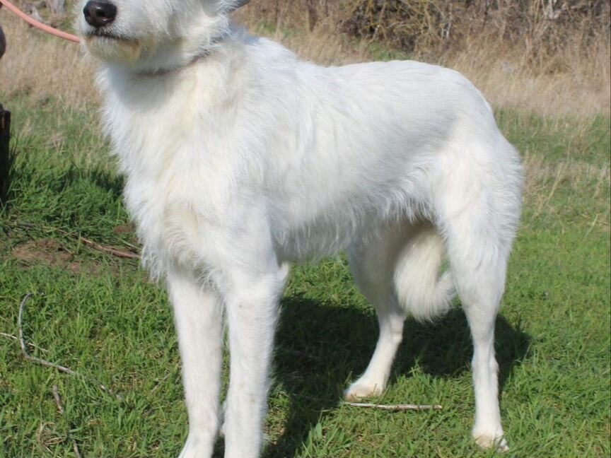 Стела-замечательная собака ищет дом