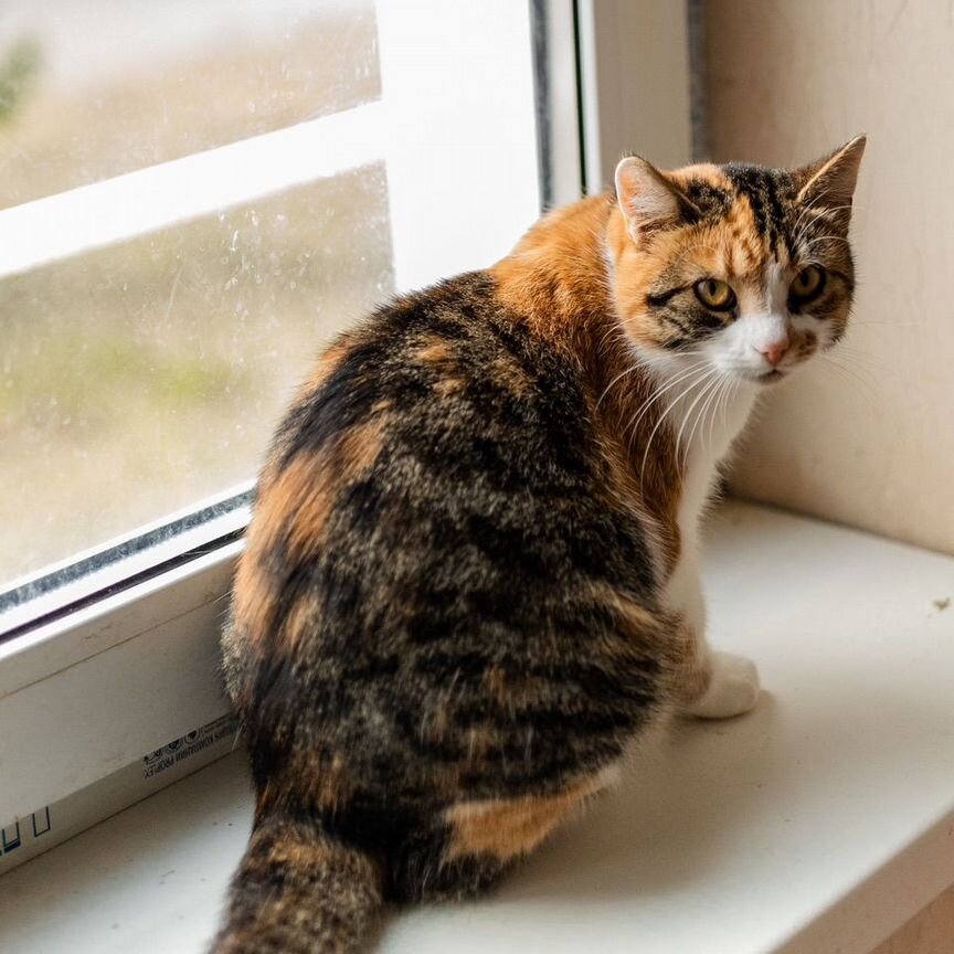 Бездомные трехцветные кошки