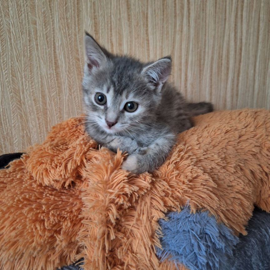 Котята