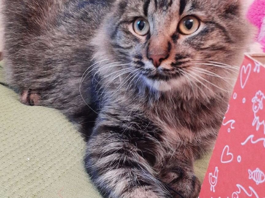 Ласковый, добрый полосатый кот а-ля мейн кун7 мес