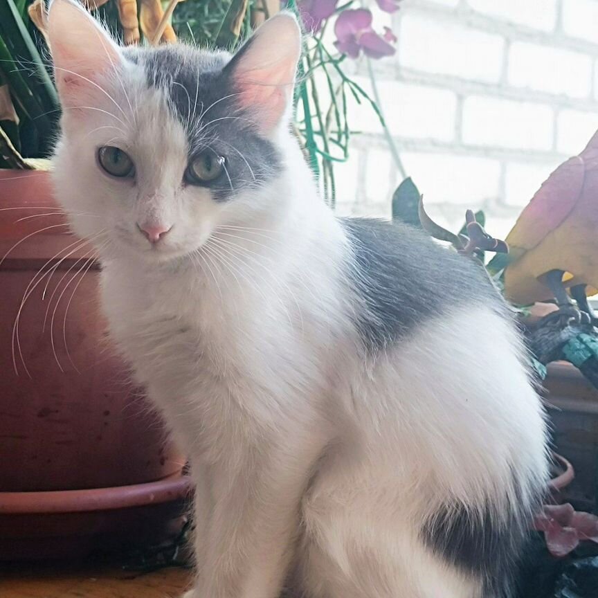 Котёнок в добрые ручки