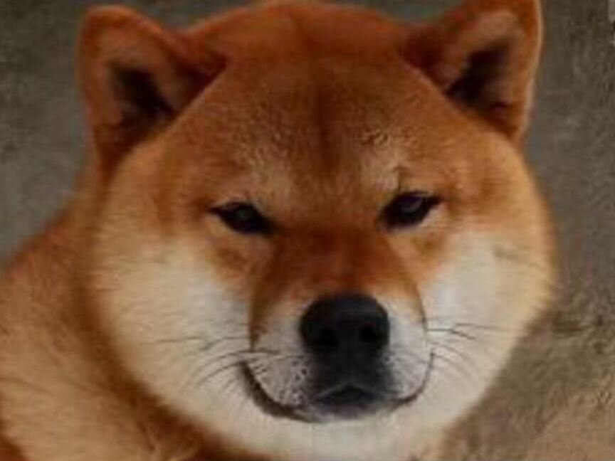 Сиба ину отдам парня