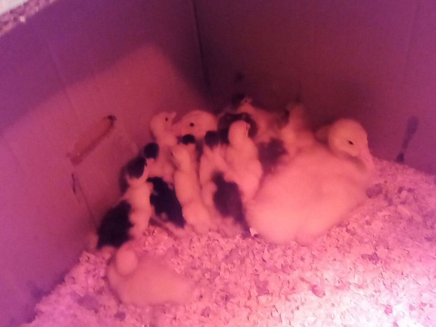 Индоутята тяжёлой линии помесные,гусята Линда