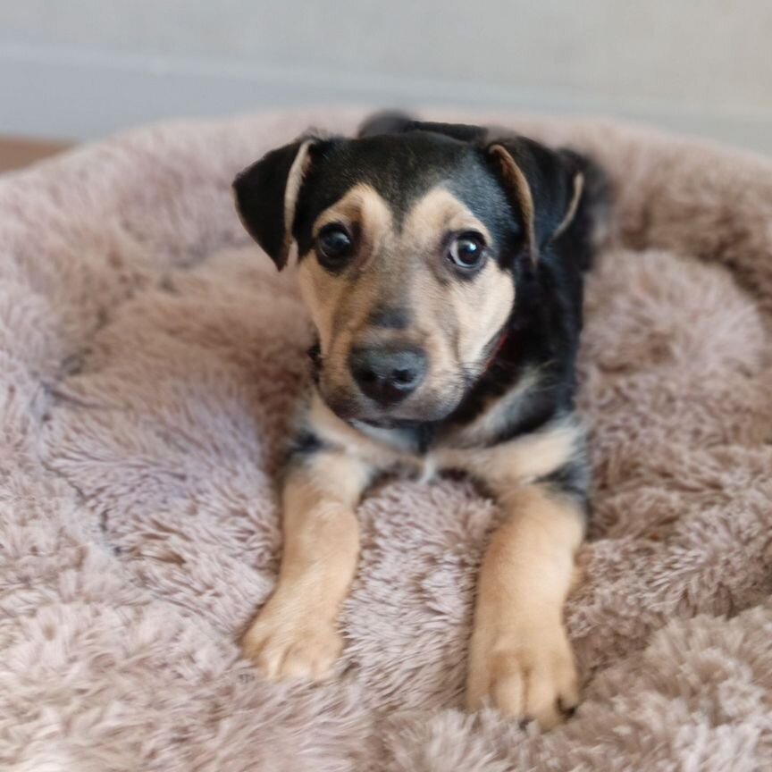 Щенок девочка в добрые руки