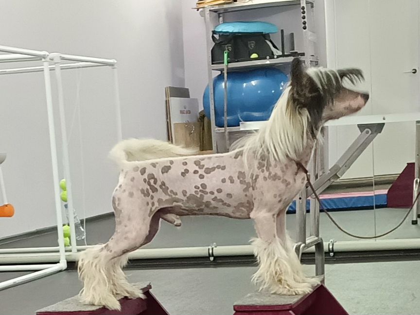 Китайская хохлатая