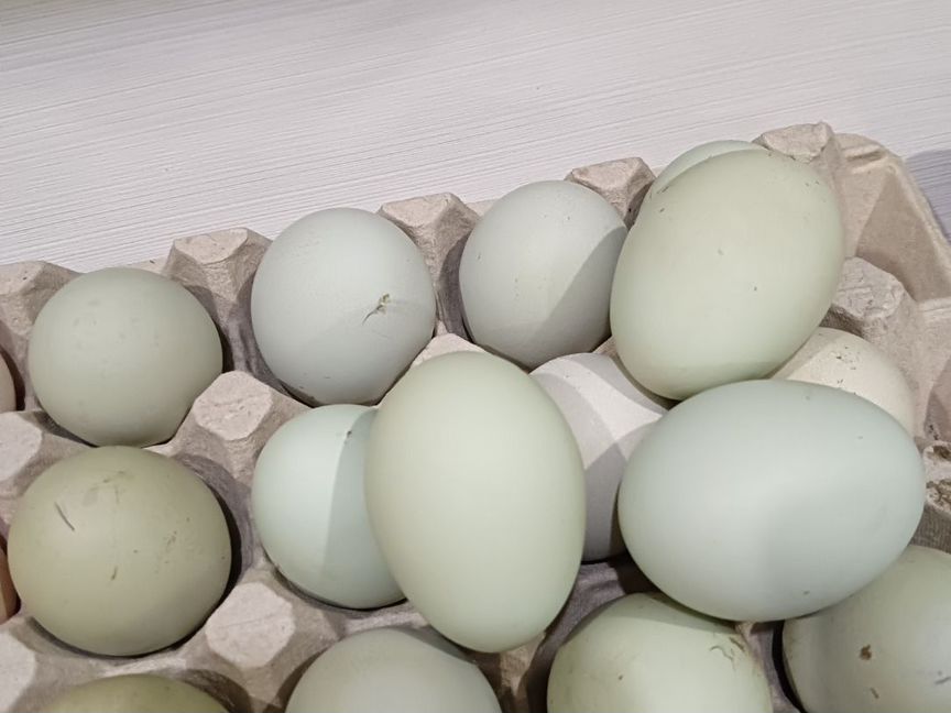 И.Я. Амереукана