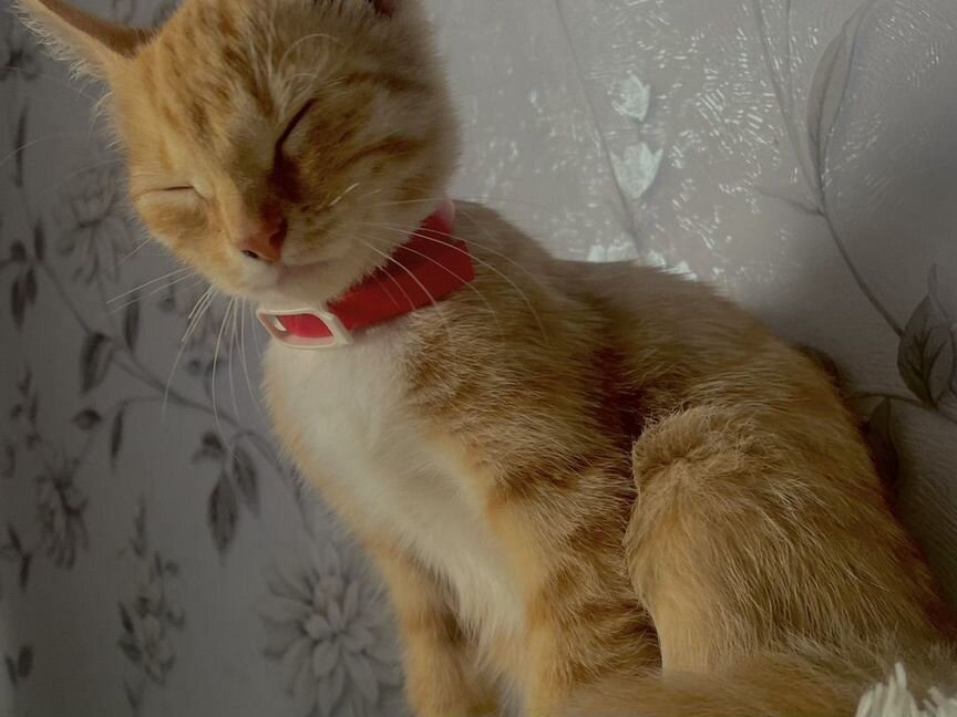 Рыжий котенок в добрые руки