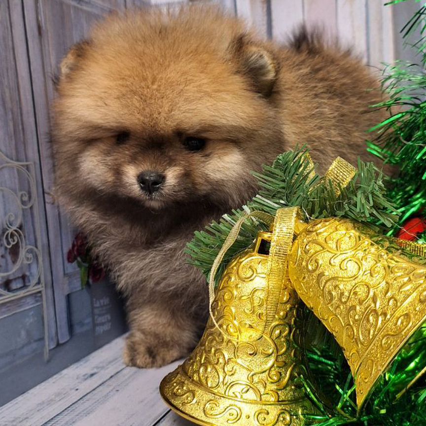 Немецкий шпиц, щенок