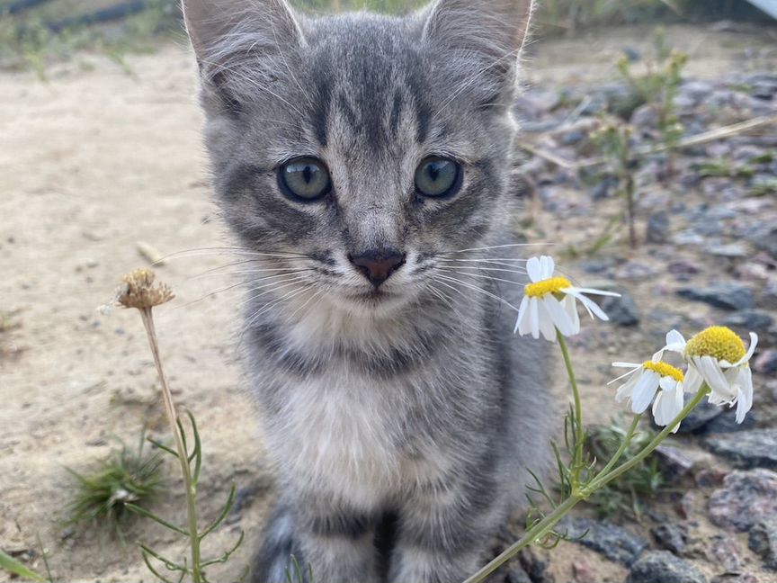 Очаровательные котята