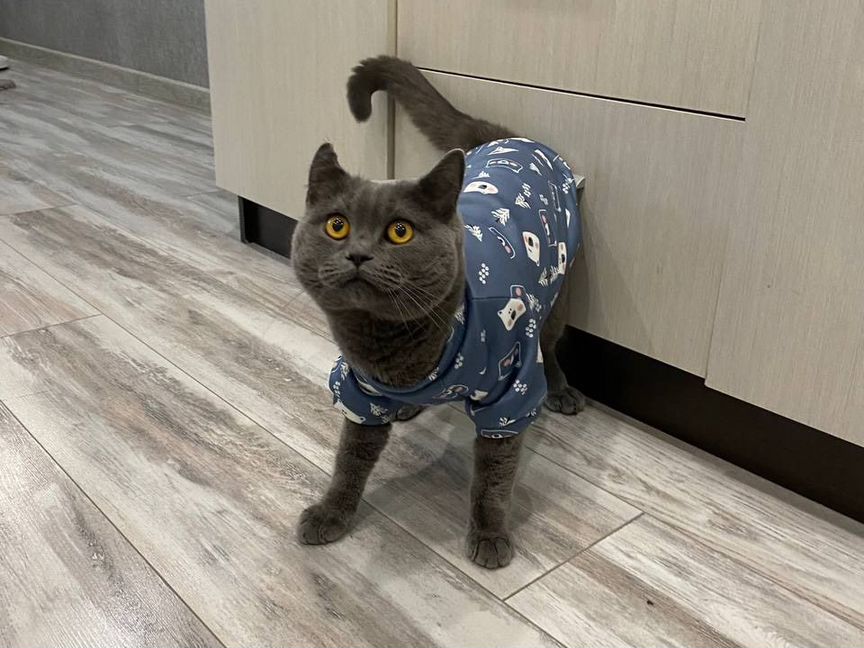 Одежда для собак и кошек