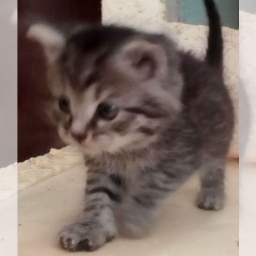 Котята в добрые руки даром бесплатно
