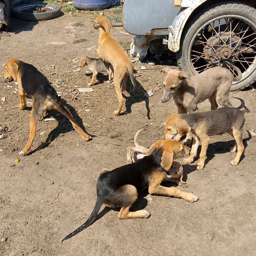 Русская борзая