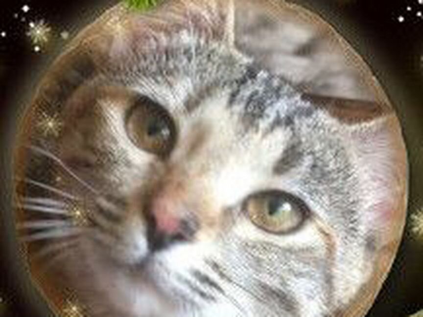 Ласковая нежная фея Тасенька в поисках дома